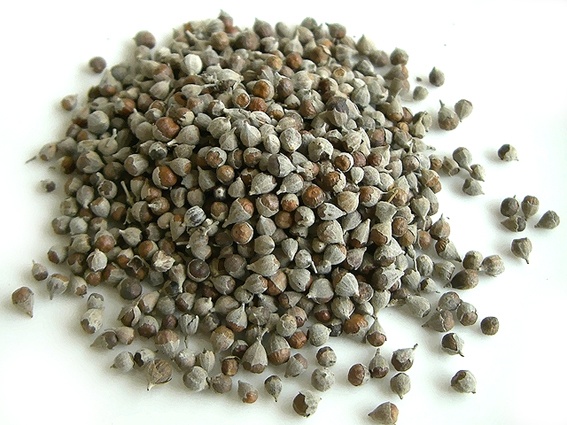 Chasteberry extract