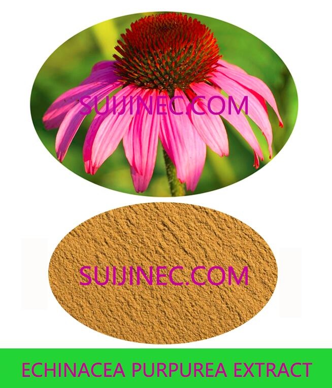 ECHINACEA PURPUREA EXTRACT